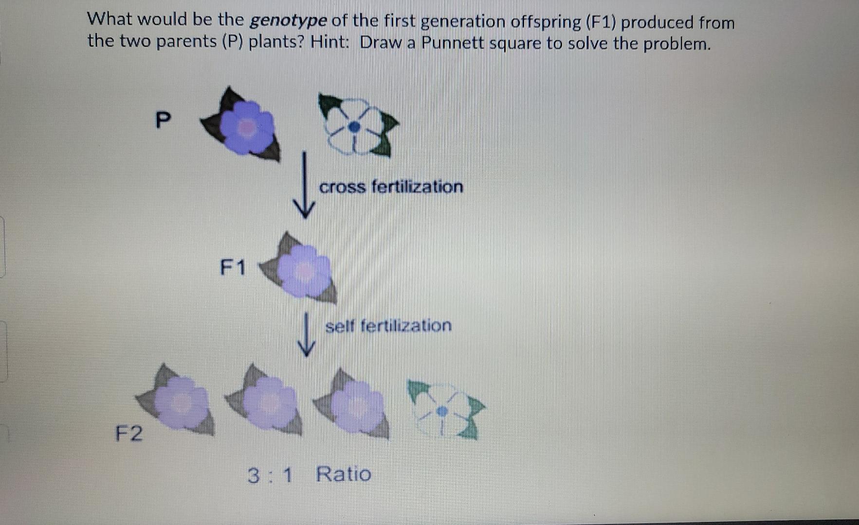 Solved What would be the genotype of the first generation | Chegg.com