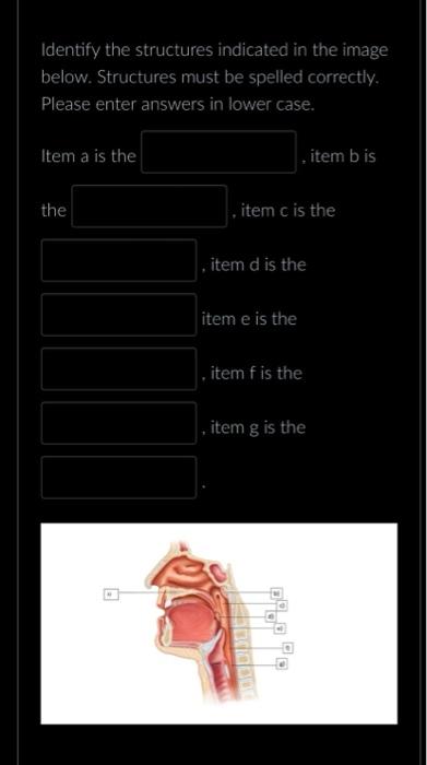Solved Identify the structures indicated in the image below. | Chegg.com