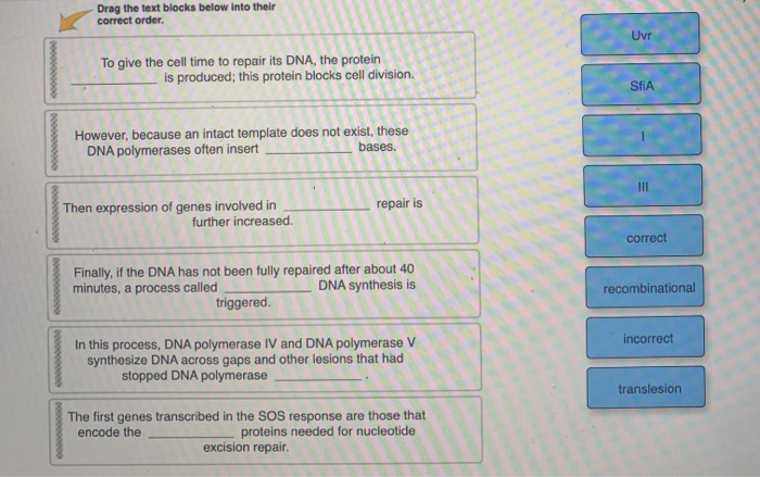 Solved Complete each sentence about the SOS repair system. | Chegg.com