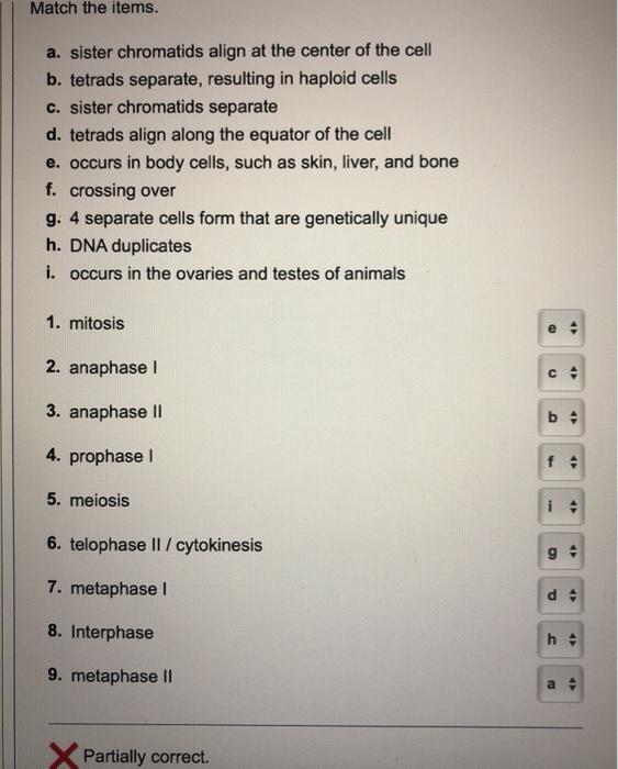 Solved Match the items. a. sister chromatids align at the | Chegg.com