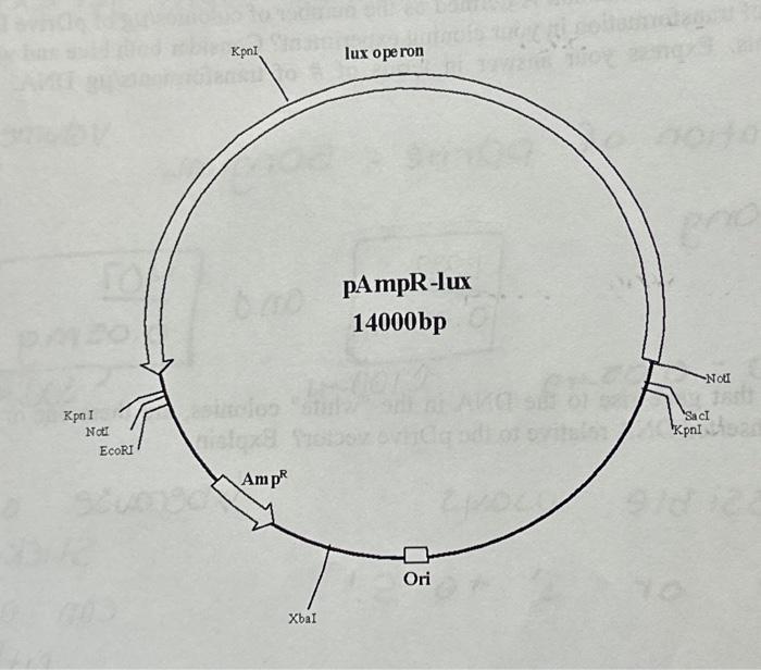 Solved Draw all of the restrictuon product that are | Chegg.com