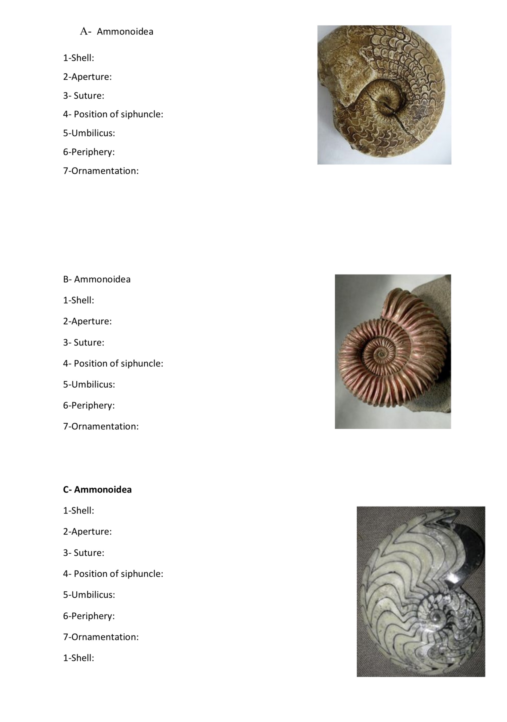 Solved A- ﻿Ammonoidea1-Shell:2-Aperture:3- ﻿Suture:4- | Chegg.com