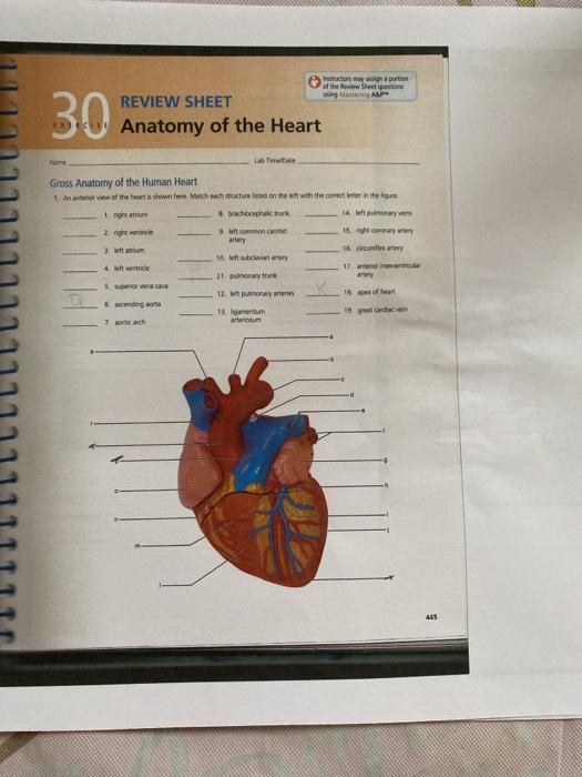 Solved portion of the Review Sheets REVIEW SHEET BU Anatomy | Chegg.com