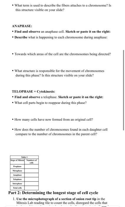 Solved Part I. Observing onion root tip cells NOTE: For the | Chegg.com
