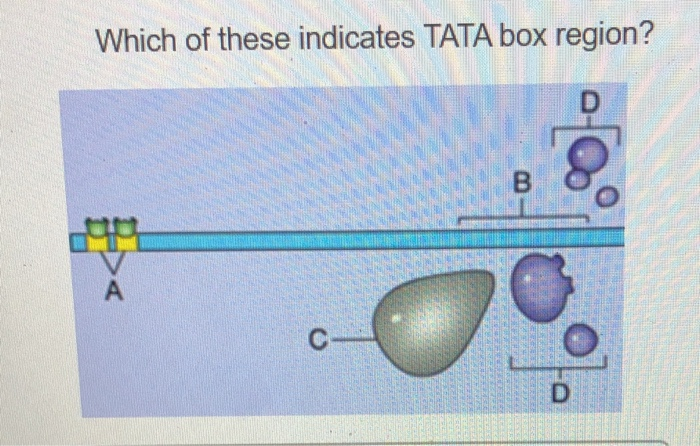Solved Which of these indicates TATA box region? | Chegg.com