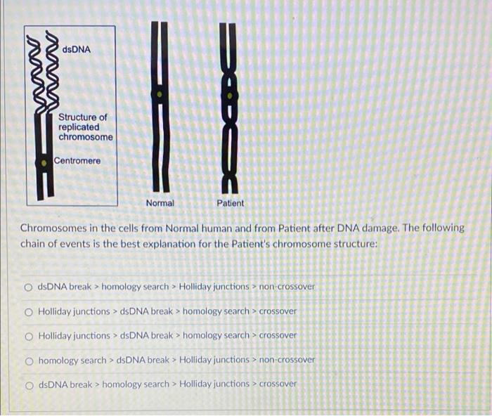 Solved dsDNA Structure of replicated chromosome DES | Chegg.com