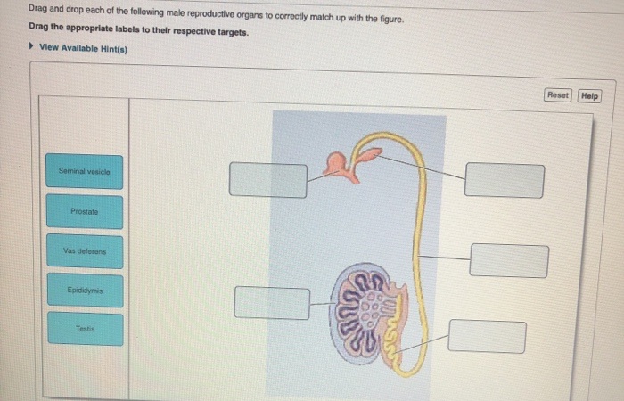 Solved Drag And Drop Each Of The Following Male Reproductive