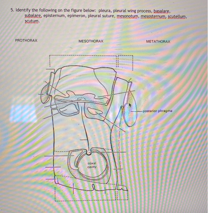 Solved 5. Identify the following on the figure below: | Chegg.com