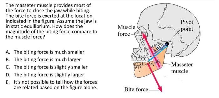Solved The masseter muscle provides most of the force to | Chegg.com