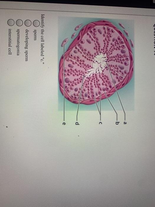Solved RULU r Identify the cell labeled "c." sperm | Chegg.com