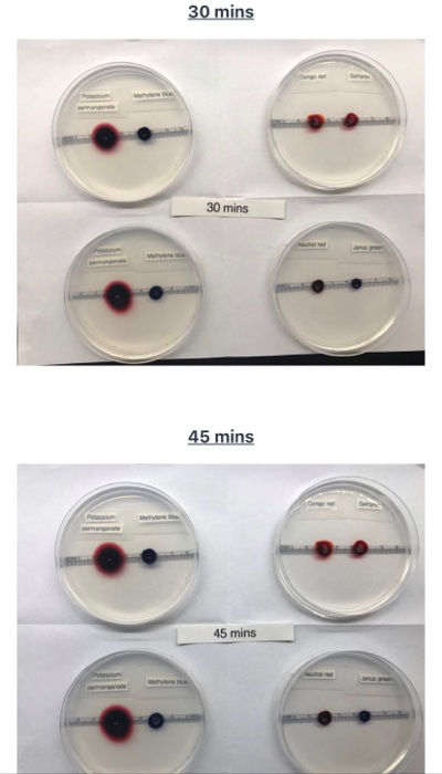 LAB 4: MOVEMENT THROUGH THE CELL MEMBRANE 1. | Chegg.com
