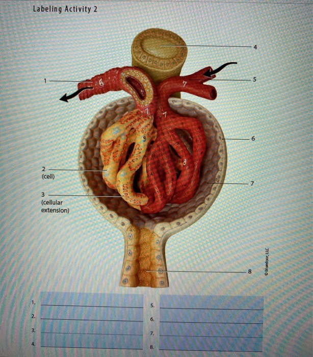 Solved Labeling Activity 2 (cell) ours. (cellular extension) | Chegg.com