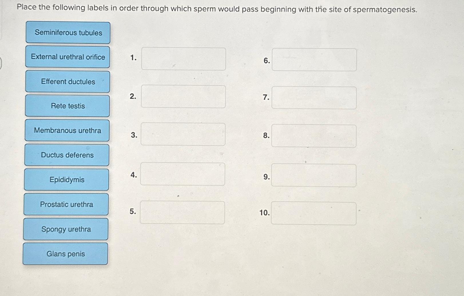 Solved Place the following labels in order through which | Chegg.com