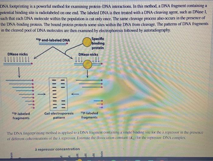 Solved DNA footprinting is a powerful method for examining | Chegg.com