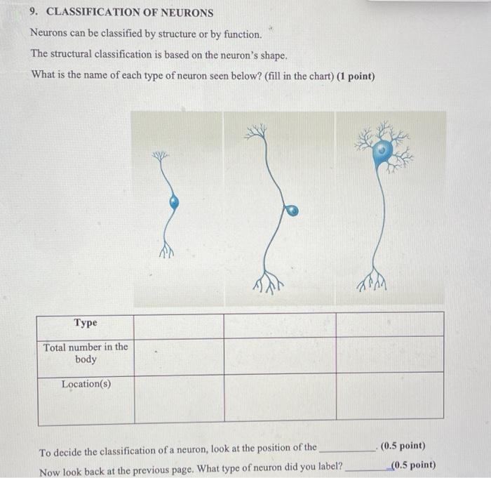 Solved 9. CLASSIFICATION OF NEURONS Neurons can be | Chegg.com