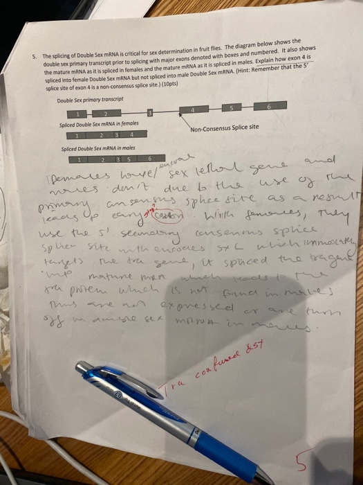 Solved 5 The Splicing Of Double Sex Mrna Is Critical For