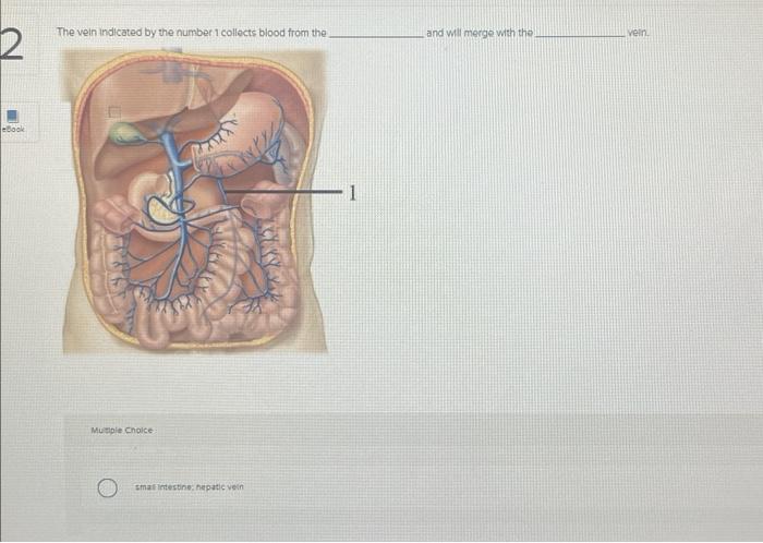 Solved The vein indicated by the number 1 collects blood | Chegg.com