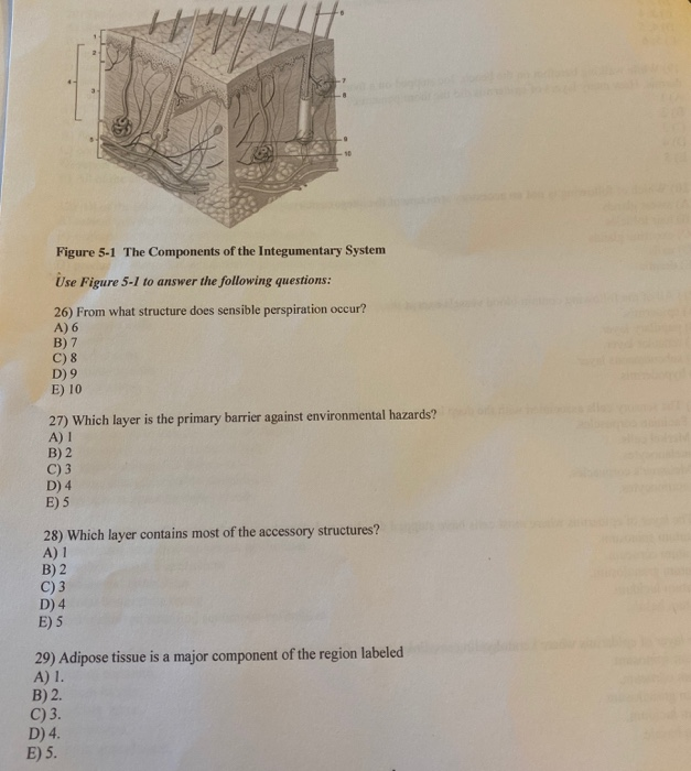 Solved Figure 5.1 The Components of the Integumentary System | Chegg.com