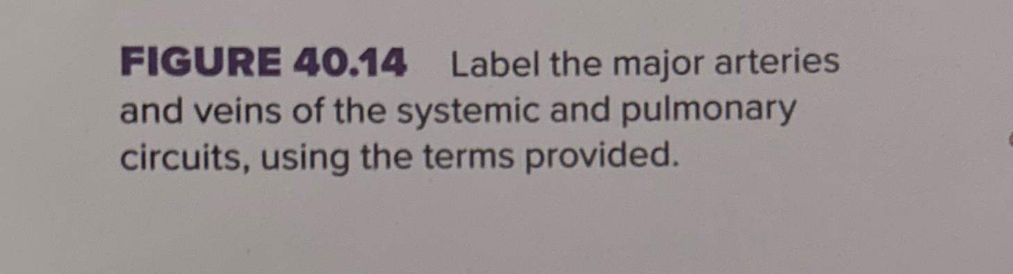 Solved FIGURE 40.14 ﻿Label the major arteries and veins of | Chegg.com