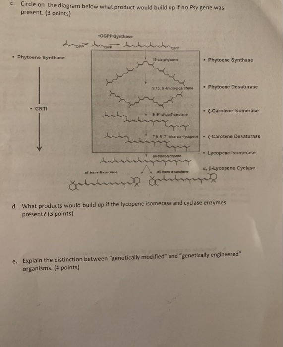 Solved OP1 GMOs 4. The gene construct below was used to | Chegg.com
