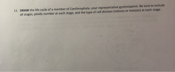 Solved 11. DRAW the life cycle of a member of Coniferophyta, | Chegg.com