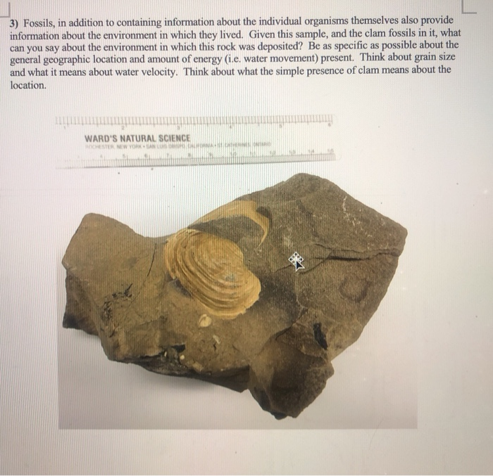 Solved 3) Fossils, in addition to containing information | Chegg.com