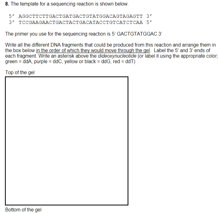 Solved The template for a sequencing reaction is shown | Chegg.com