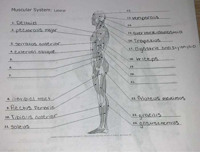 Solved Muscular System: Lateral 13. 3. temporalis 14. 1. | Chegg.com