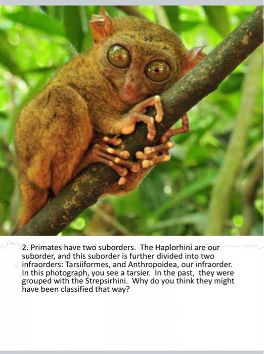 Solved Primates have two suborders. The Haplorhini are our | Chegg.com