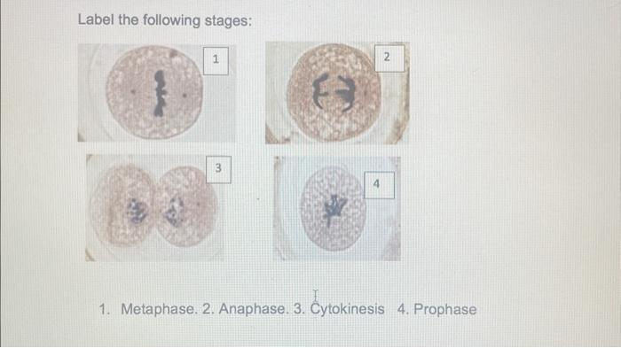 Solved Label the following stages: 1. Metaphase. 2. | Chegg.com