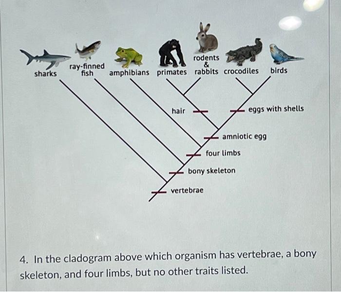 Solved ray-finned fish rodents & amphibians primates rabbits | Chegg.com