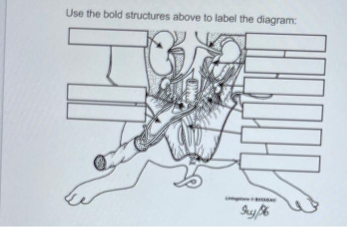 Solved Use the bold structures above to label the diagram: | Chegg.com