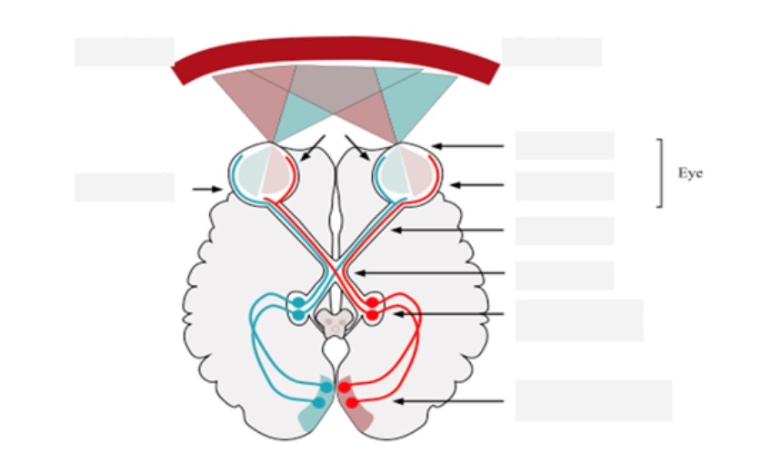 Solved Match the corresponding brain regions on the brain | Chegg.com