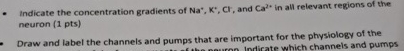 Solved Indicate the concentration gradients of Na**,K**,Cr, | Chegg.com