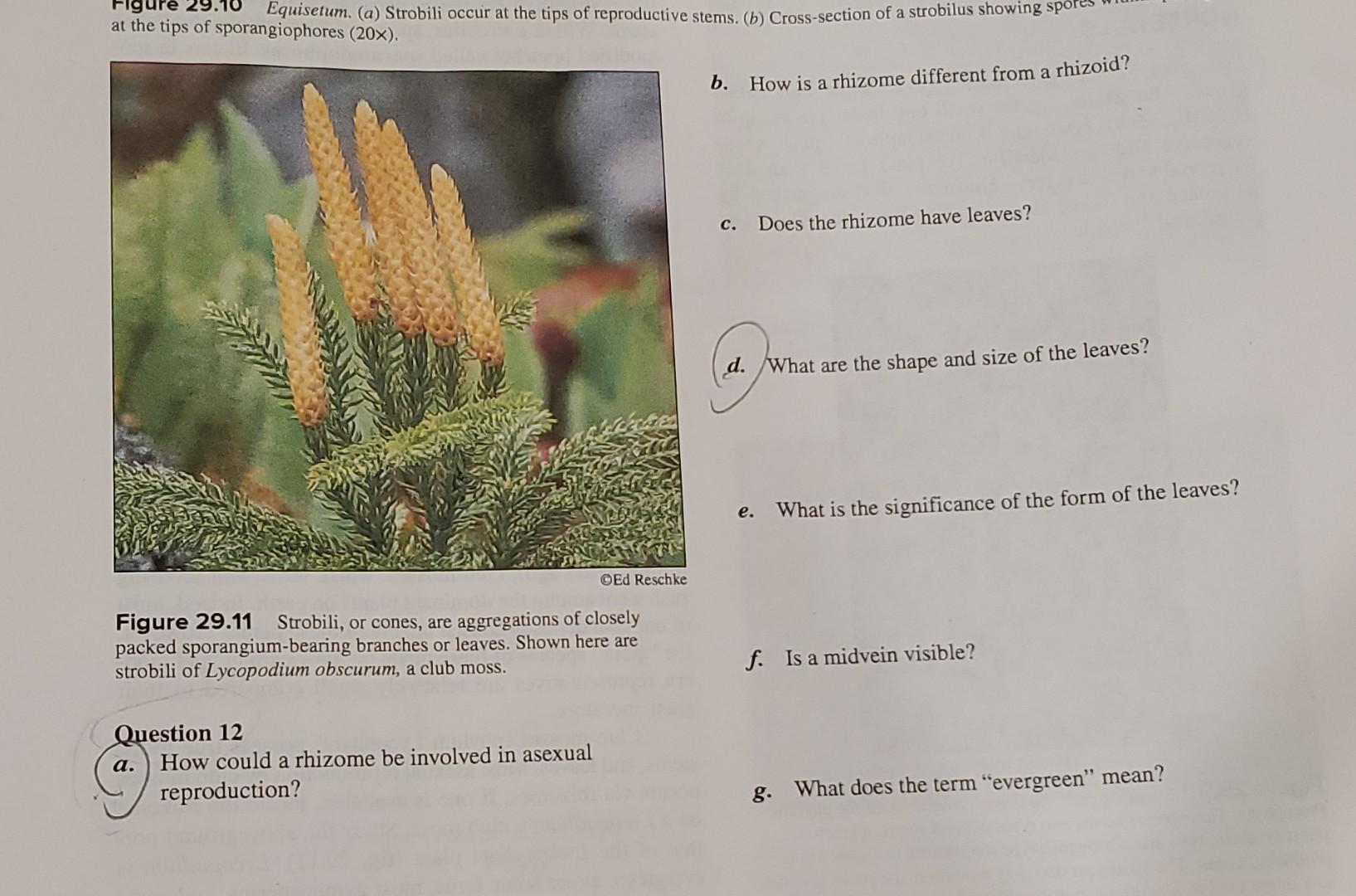 Solved rigure 29.10 Equisetum. (a) Strobili occur at the | Chegg.com