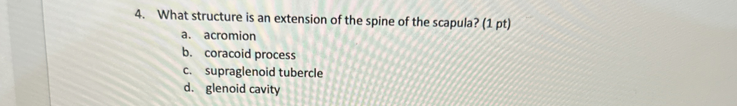 Solved What structure is an extension of the spine of the | Chegg.com