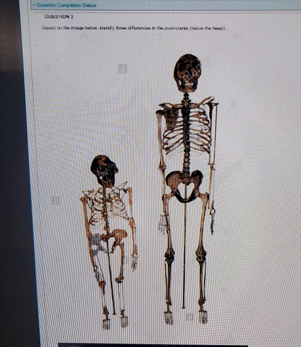 Solved Based on the image, identify three differences in the | Chegg.com