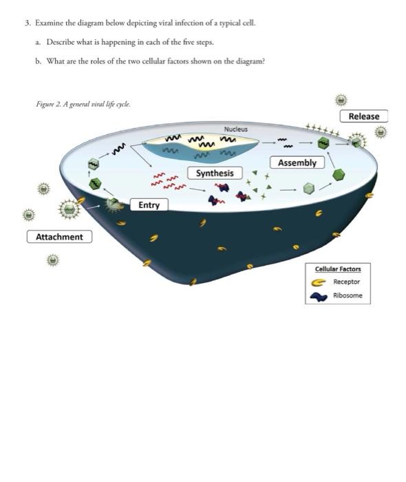 Solved 3. Examine the diagram below depicting viral | Chegg.com