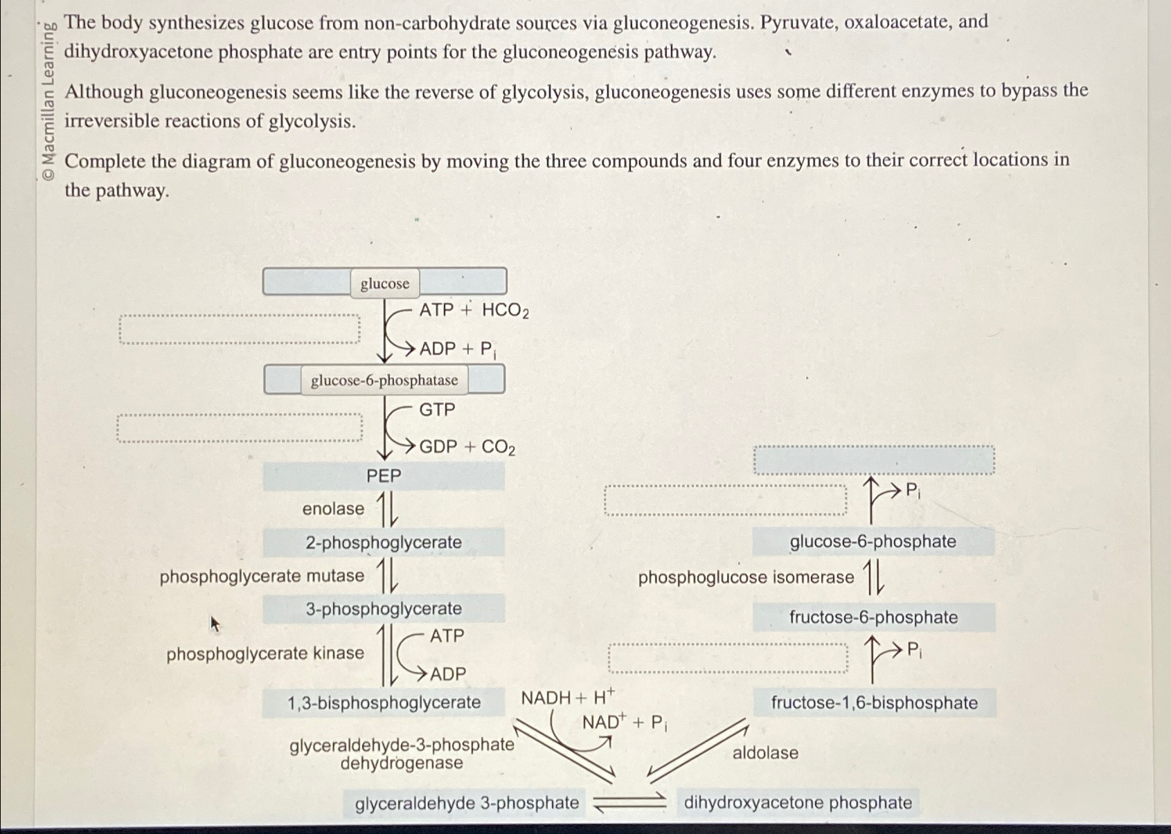 Solved The body synthesizes glucose from non-carbohydrate | Chegg.com