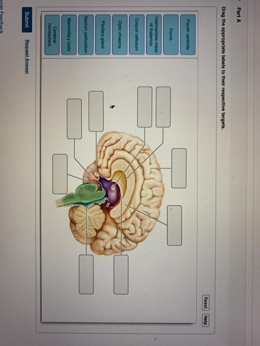 Solved Part A Drag the appropriate labels to their | Chegg.com