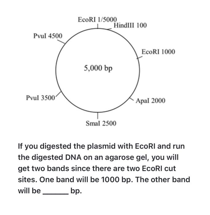 Solved EcoRI 1/5000 HindIII 100 Pvul 4500 EcoRI 1000 5,000 | Chegg.com