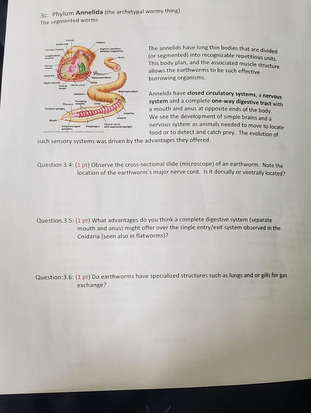 Solved SC_16100 Biology Station 1 Phylum Porifera Sponges | Chegg.com
