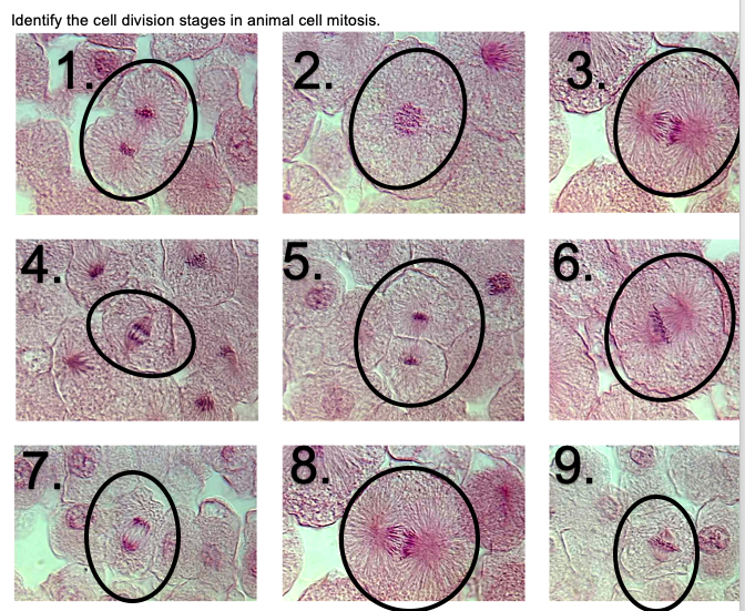 Solved Identify the cell division stages in animal cell | Chegg.com