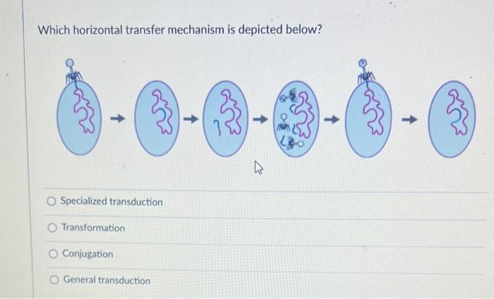 Solved Which horizontal transfer mechanism is depicted | Chegg.com