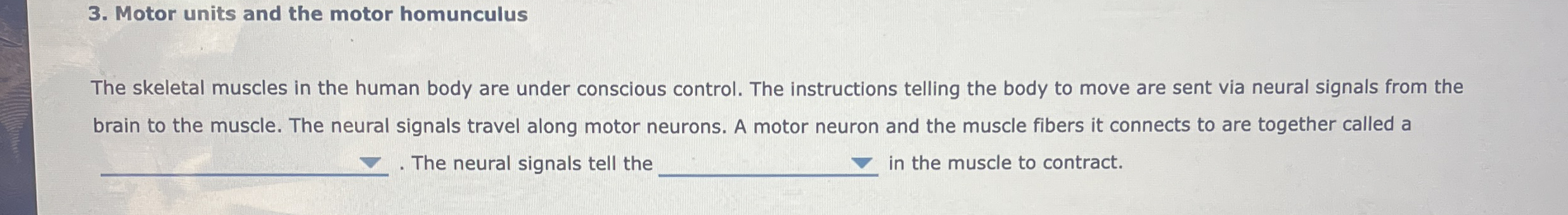 Solved Motor units and the motor homunculusThe skeletal | Chegg.com