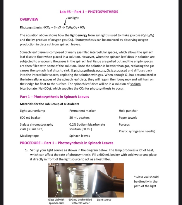 Date: Name: POST-LAB QUESTIONS - The Cell - Lab #6 | Chegg.com