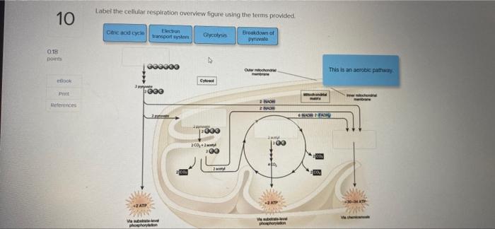 Label the cellular respiration overview figure using | Chegg.com