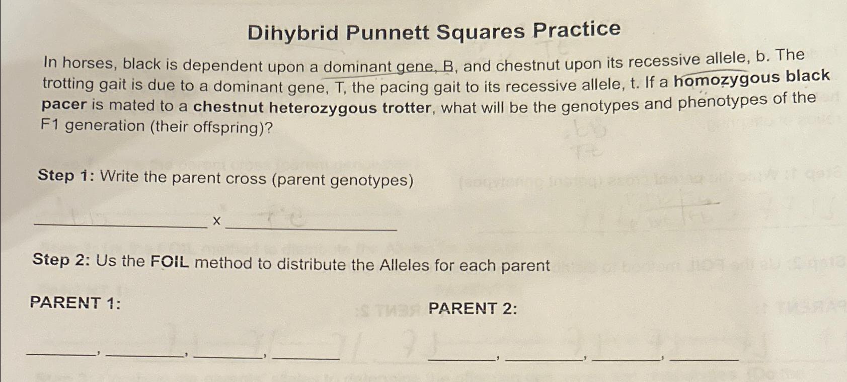 Solved Dihybrid Punnett Squares PracticeIn horses, black is | Chegg.com