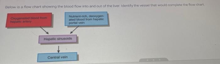 Solved Below is a fiow chart showing the blood flow into and | Chegg.com
