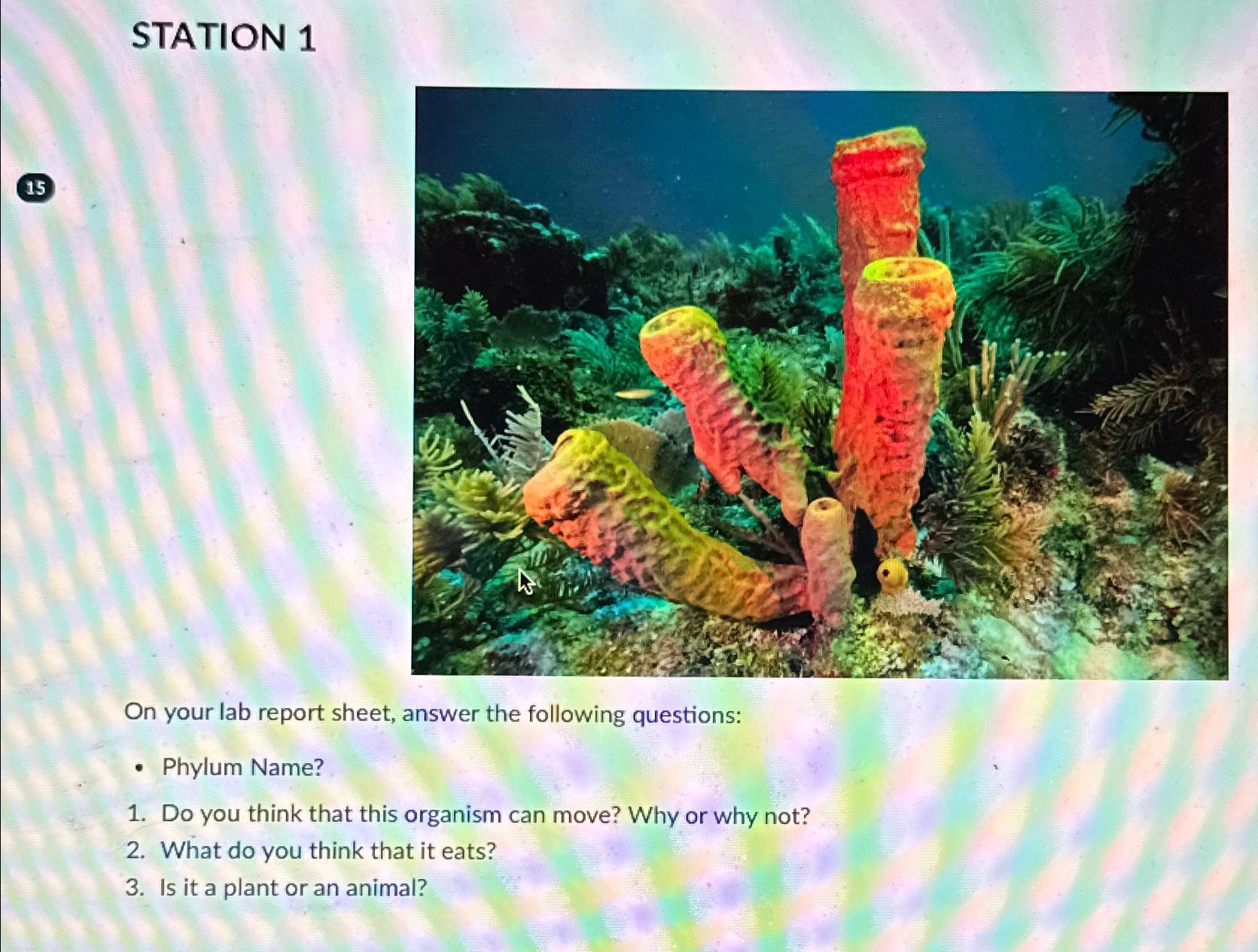 Solved STATION 115On your lab report sheet, answer the | Chegg.com